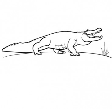 Colour in a caiman - Cbeebies