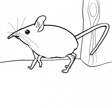 Colour in a sengi - Cbeebies