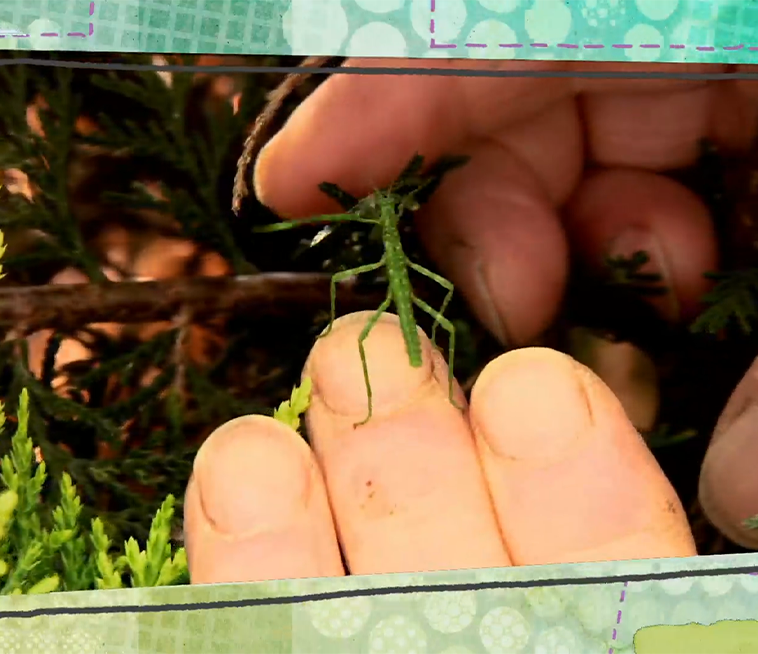 Stick Insects - Cbeebies