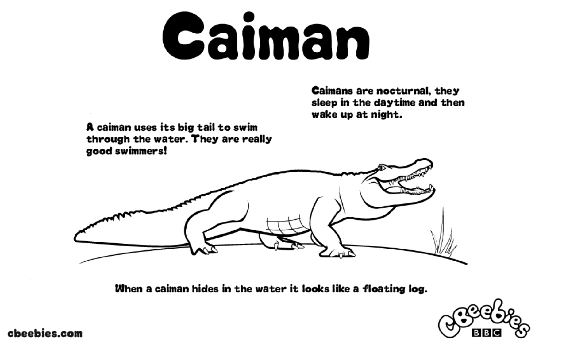 Colour in a caiman - Cbeebies