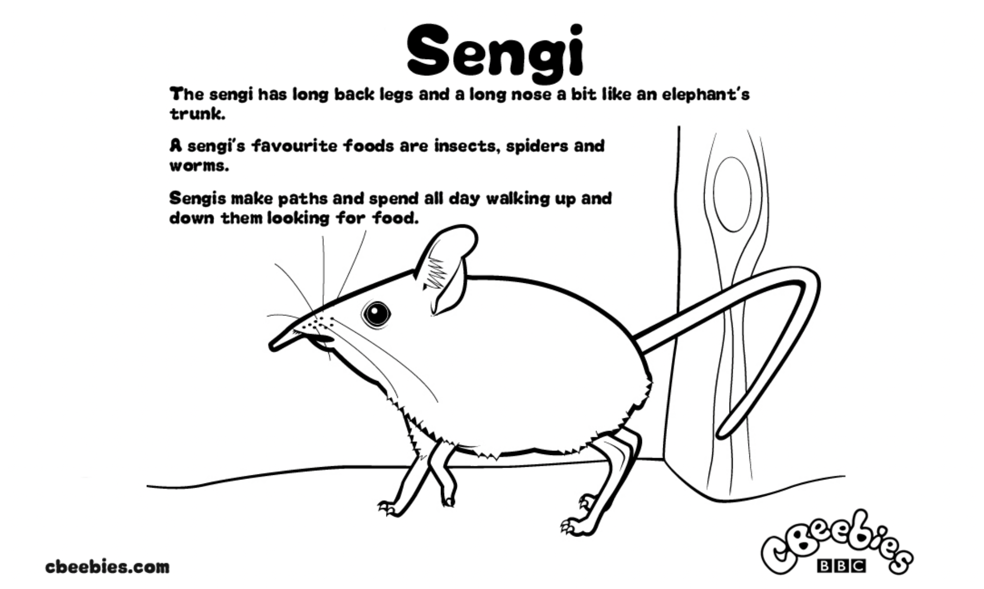 Colour in a sengi - Cbeebies