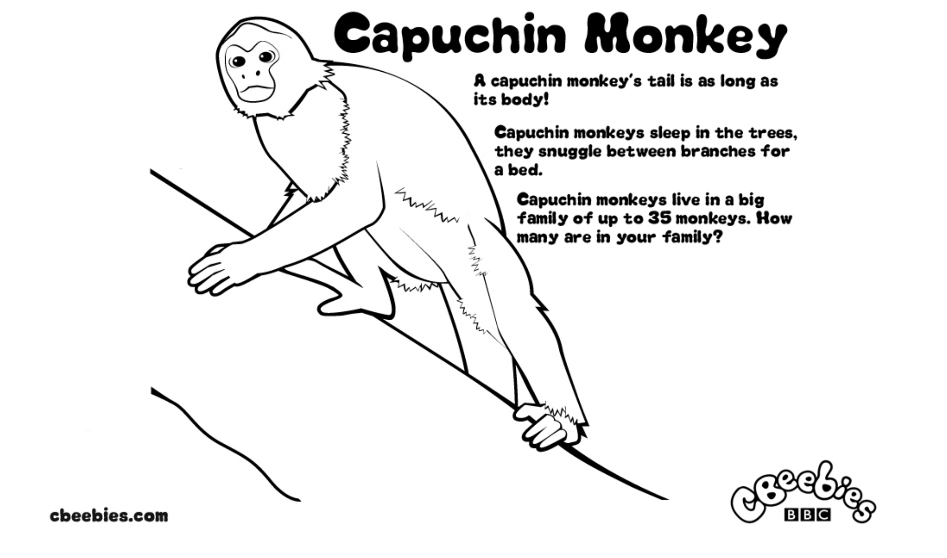 Colour in a capuchin monkey - Cbeebies